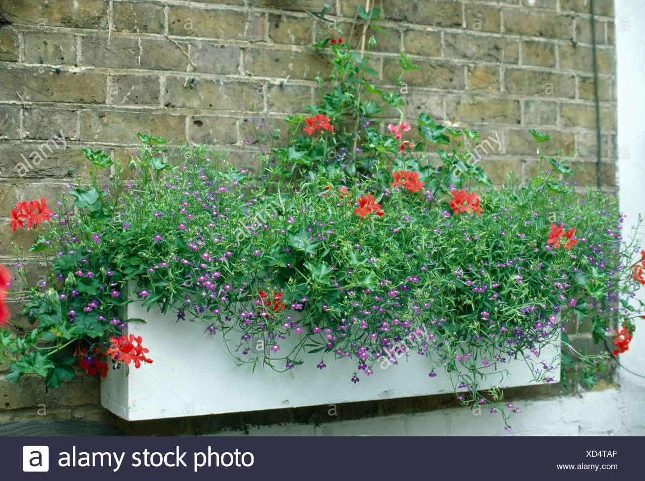 Geraniums Lobelia Stock Photos & Geraniums Lobelia Stock Images - Alamy