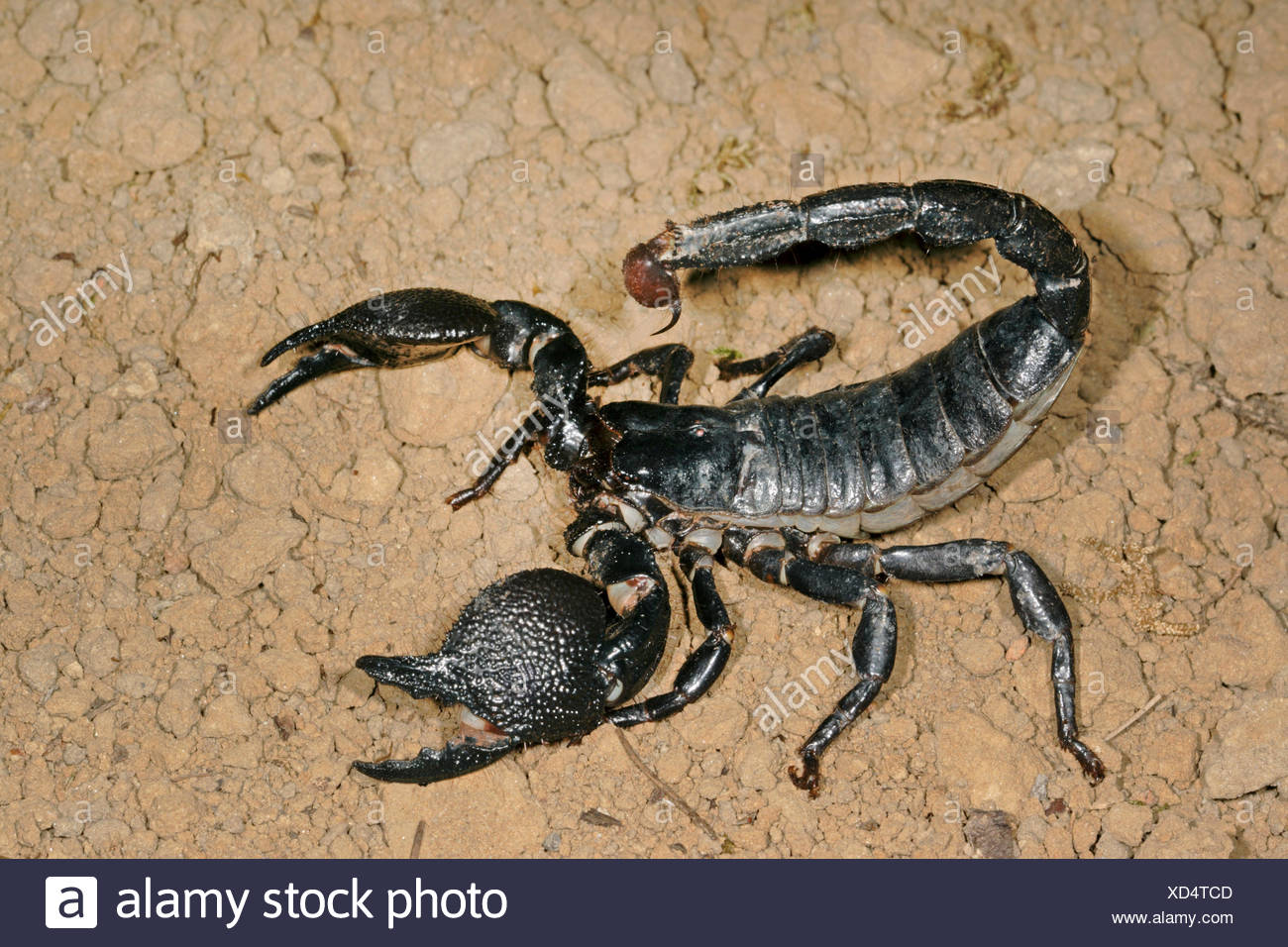 Common Emperor High Resolution Stock Photography and Images - Alamy