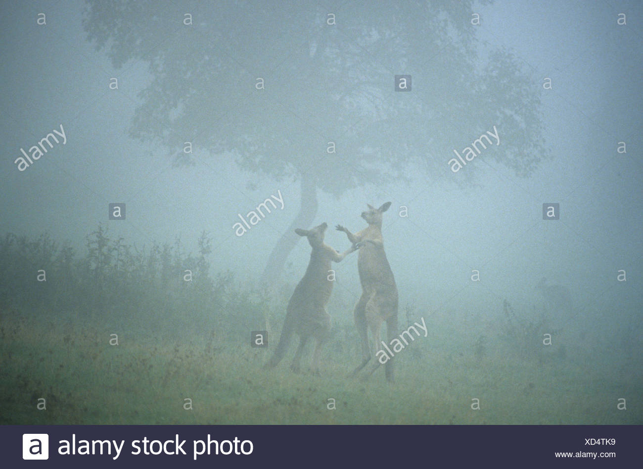 Aggressive Kangaroo High Resolution Stock Photography and Images - Alamy