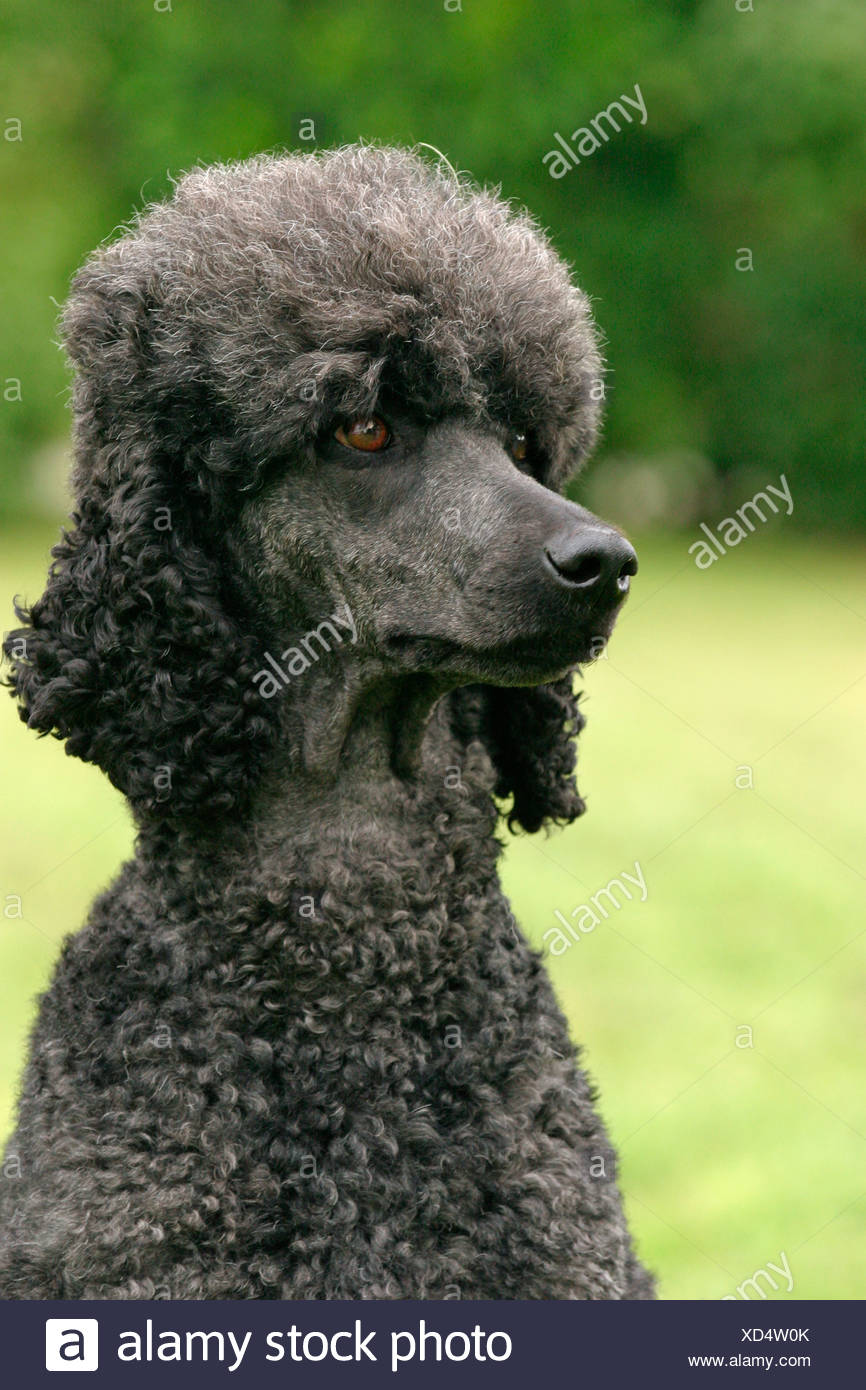 Konigspudel High Resolution Stock Photography and Images - Alamy