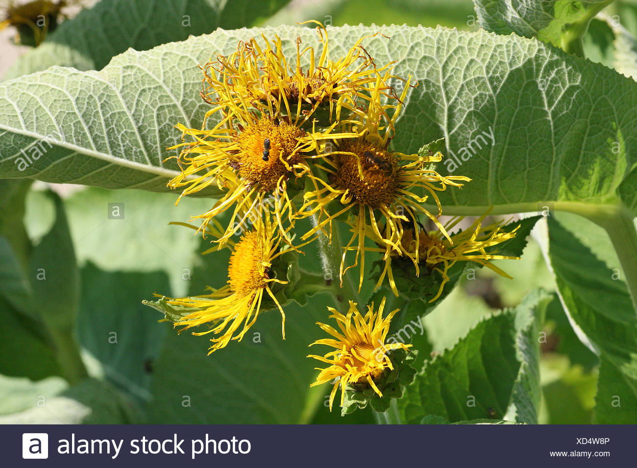 Inula Magnifica High Resolution Stock Photography and Images - Alamy