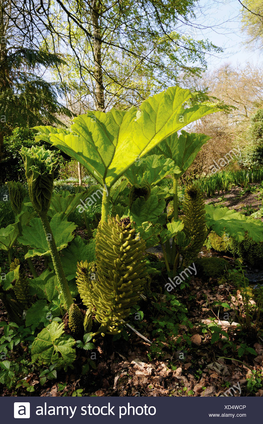 Gunnera Leaves And Flowers High Resolution Stock Photography and Images ...