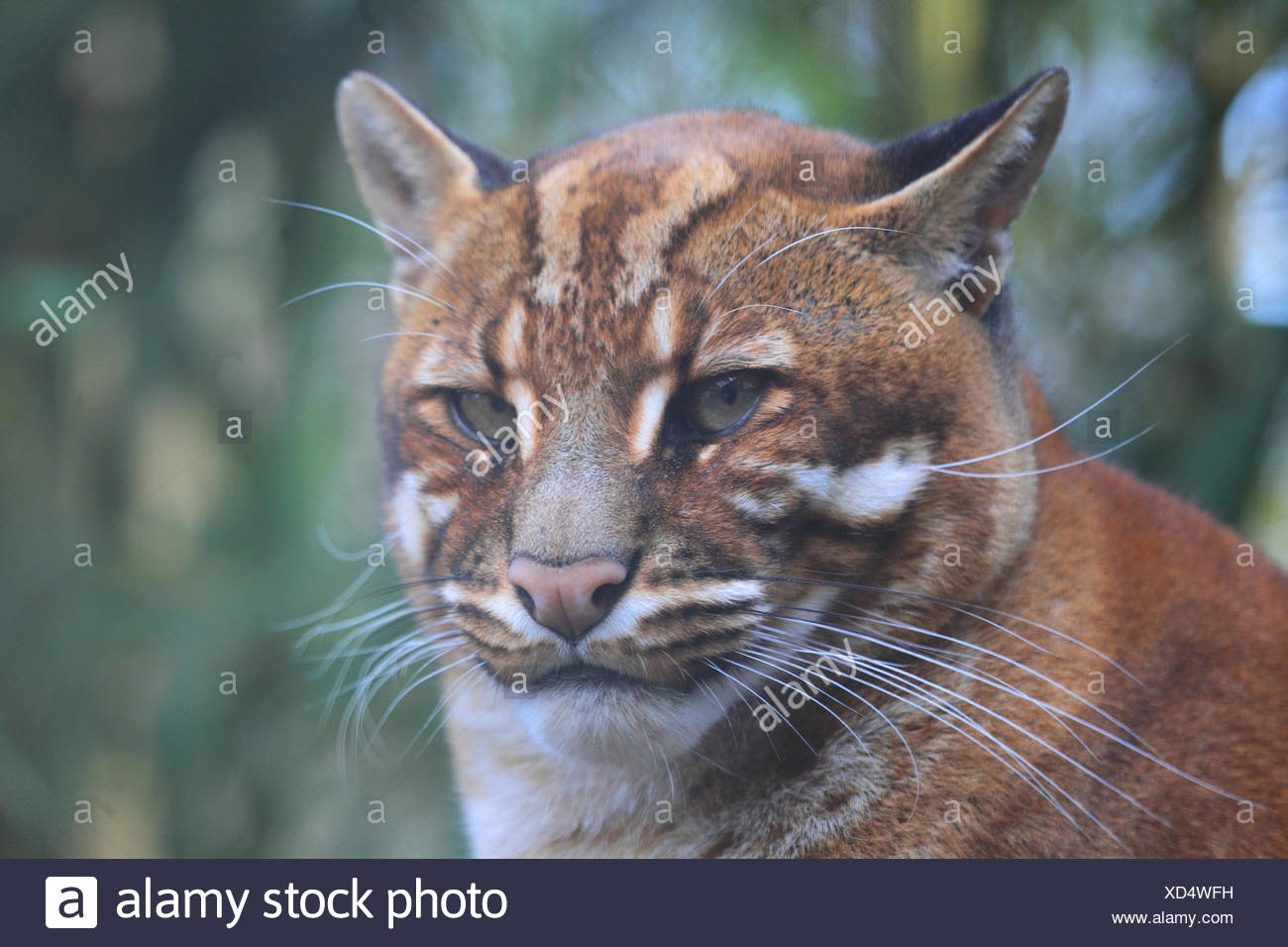 Asiatic Golden Cat Pardofelis Temminckii High Resolution Stock ...