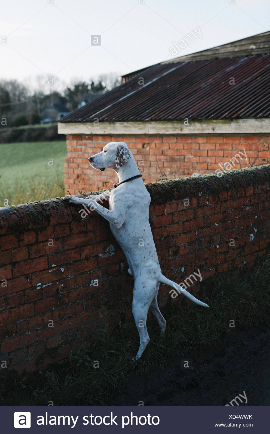 Dog Standing On Back Legs Stock Photos & Dog Standing On Back Legs ...
