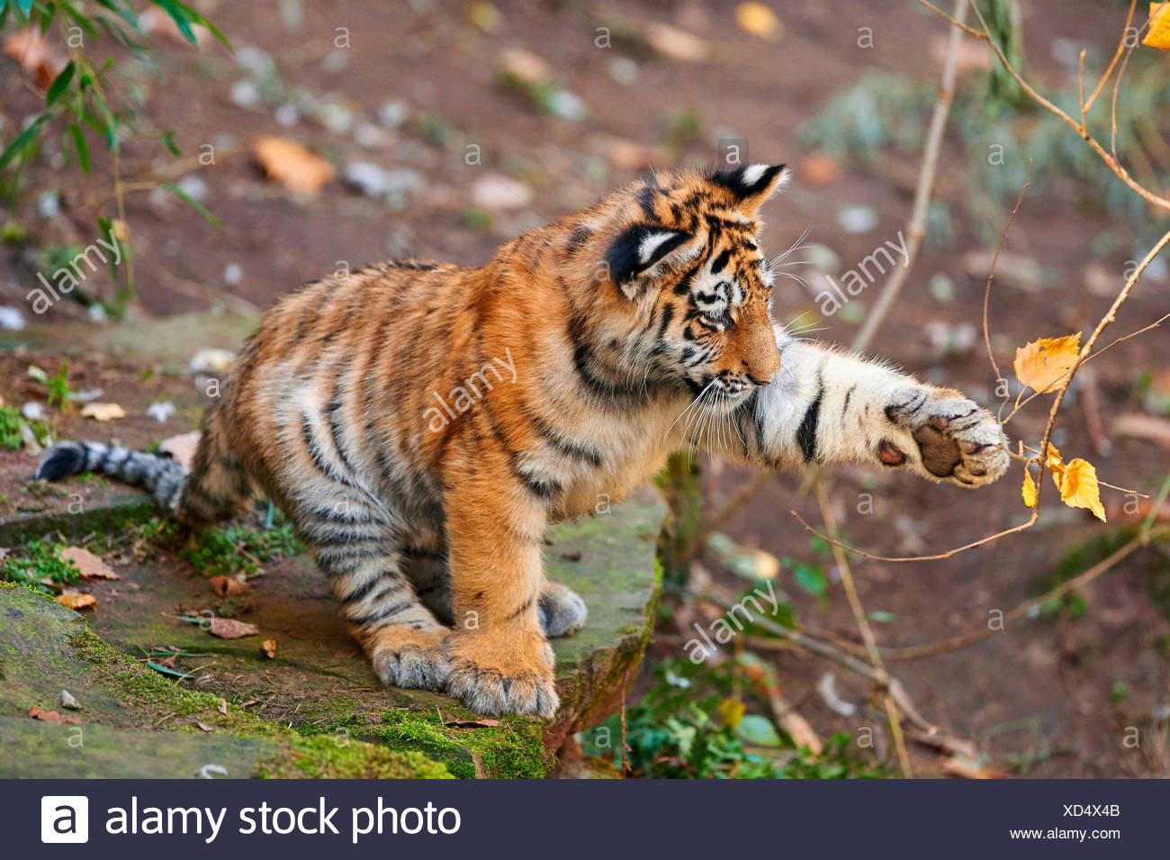 Tiger Cub Cute High Resolution Stock Photography and Images - Alamy