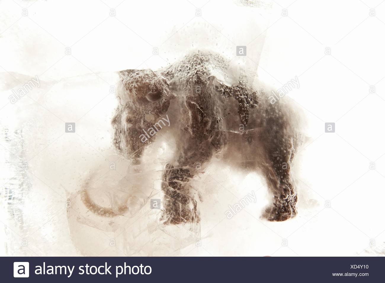 Frozen Mammoth Stock Photos & Frozen Mammoth Stock Images - Alamy