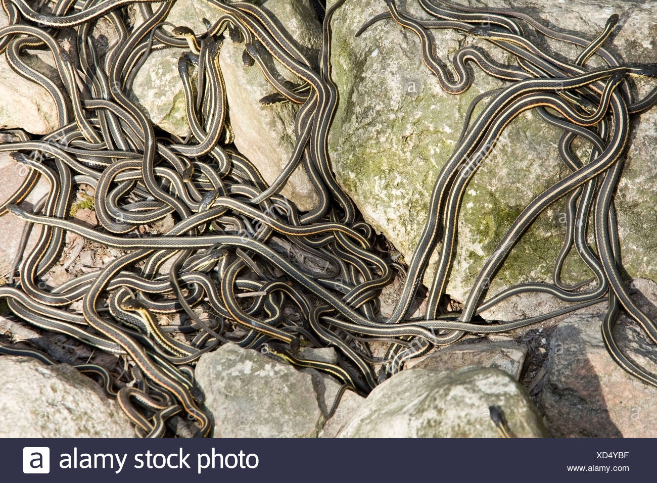 Snake Den High Resolution Stock Photography and Images - Alamy