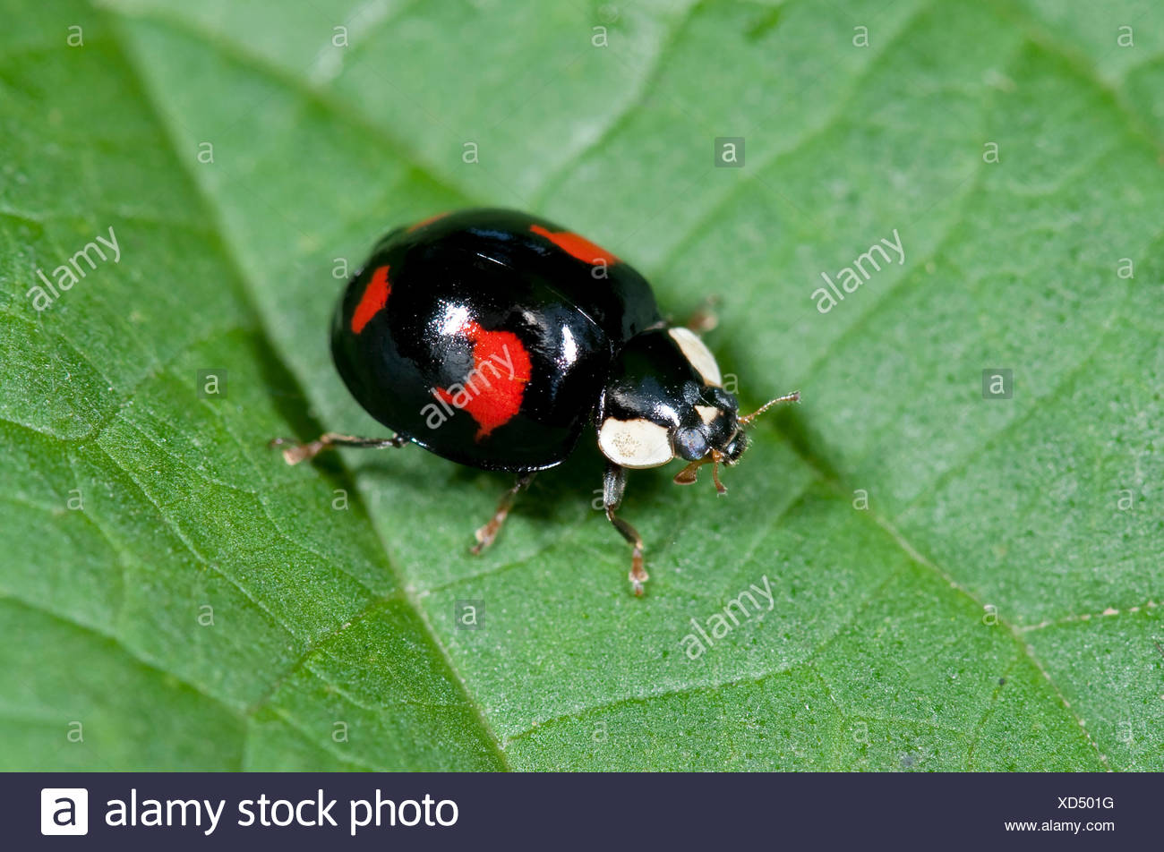 Ladybirds Uk High Resolution Stock Photography and Images - Alamy