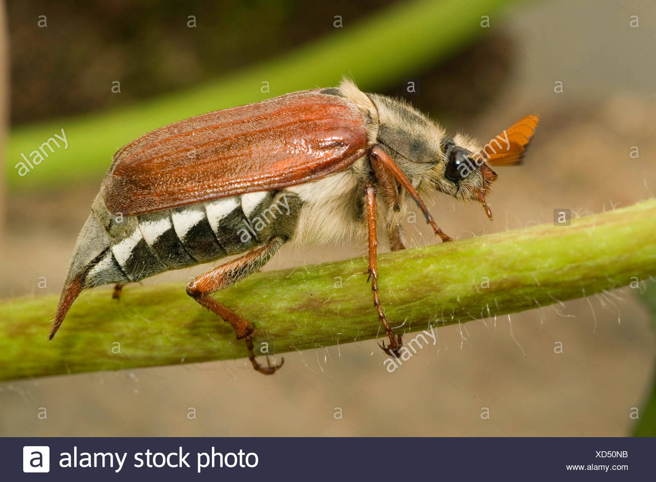 Maybugs Stock Photos & Maybugs Stock Images - Alamy