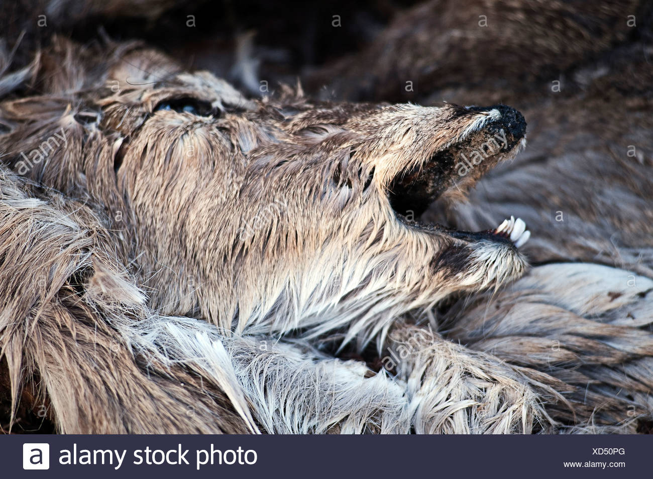 Dead Fox High Resolution Stock Photography and Images - Alamy
