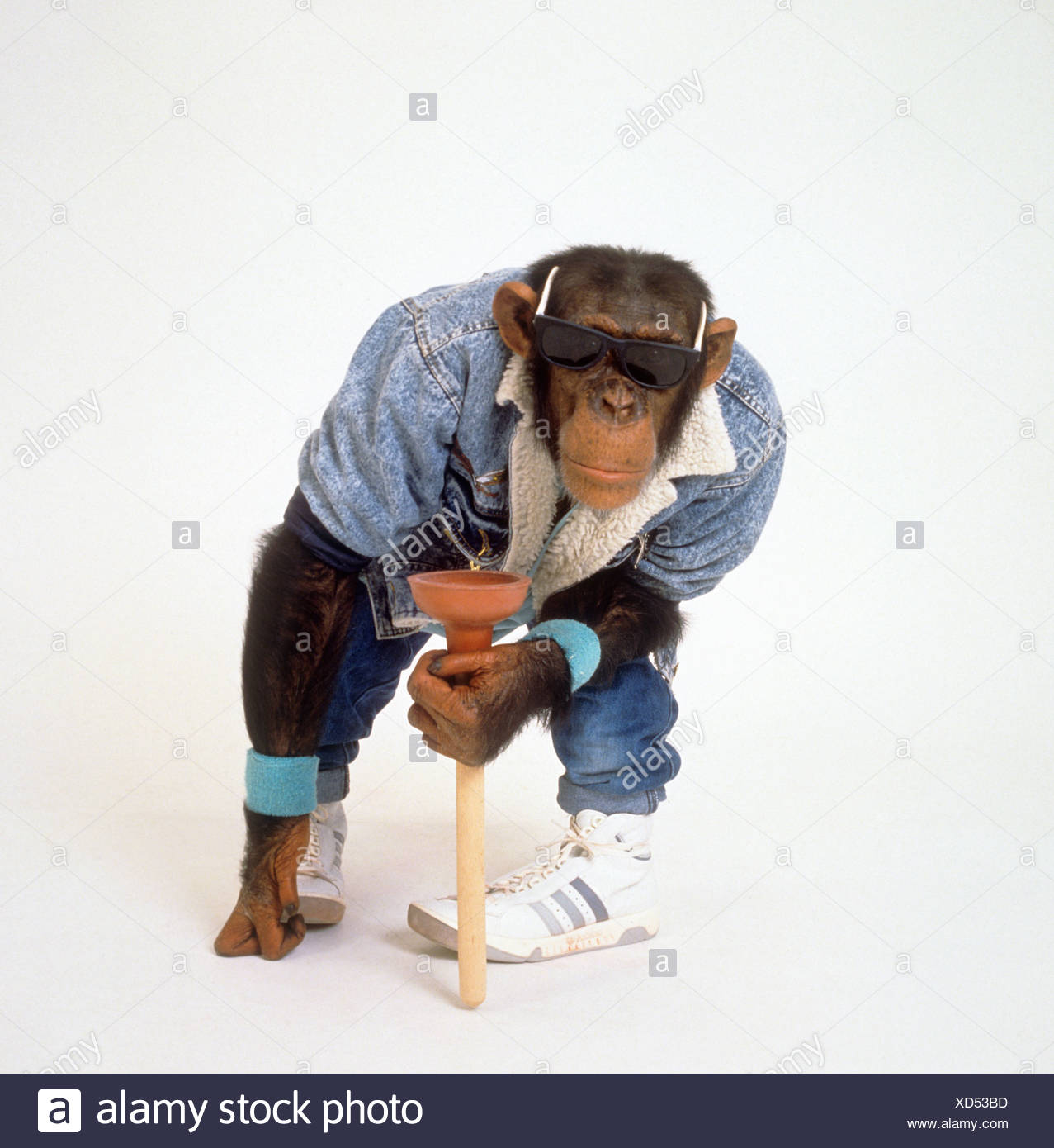 Chimpanzee Monkey Clothes High Resolution Stock Photography and Images ...