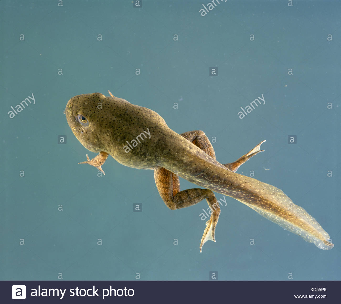Bullfrog Tadpole High Resolution Stock Photography and Images - Alamy