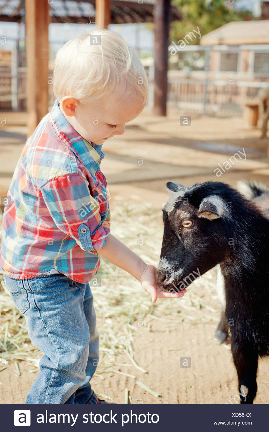 Boy Boys Goat High Resolution Stock Photography and Images - Alamy