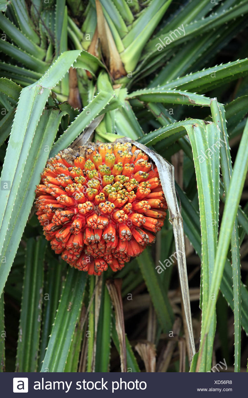 Hala Plant High Resolution Stock Photography and Images - Alamy