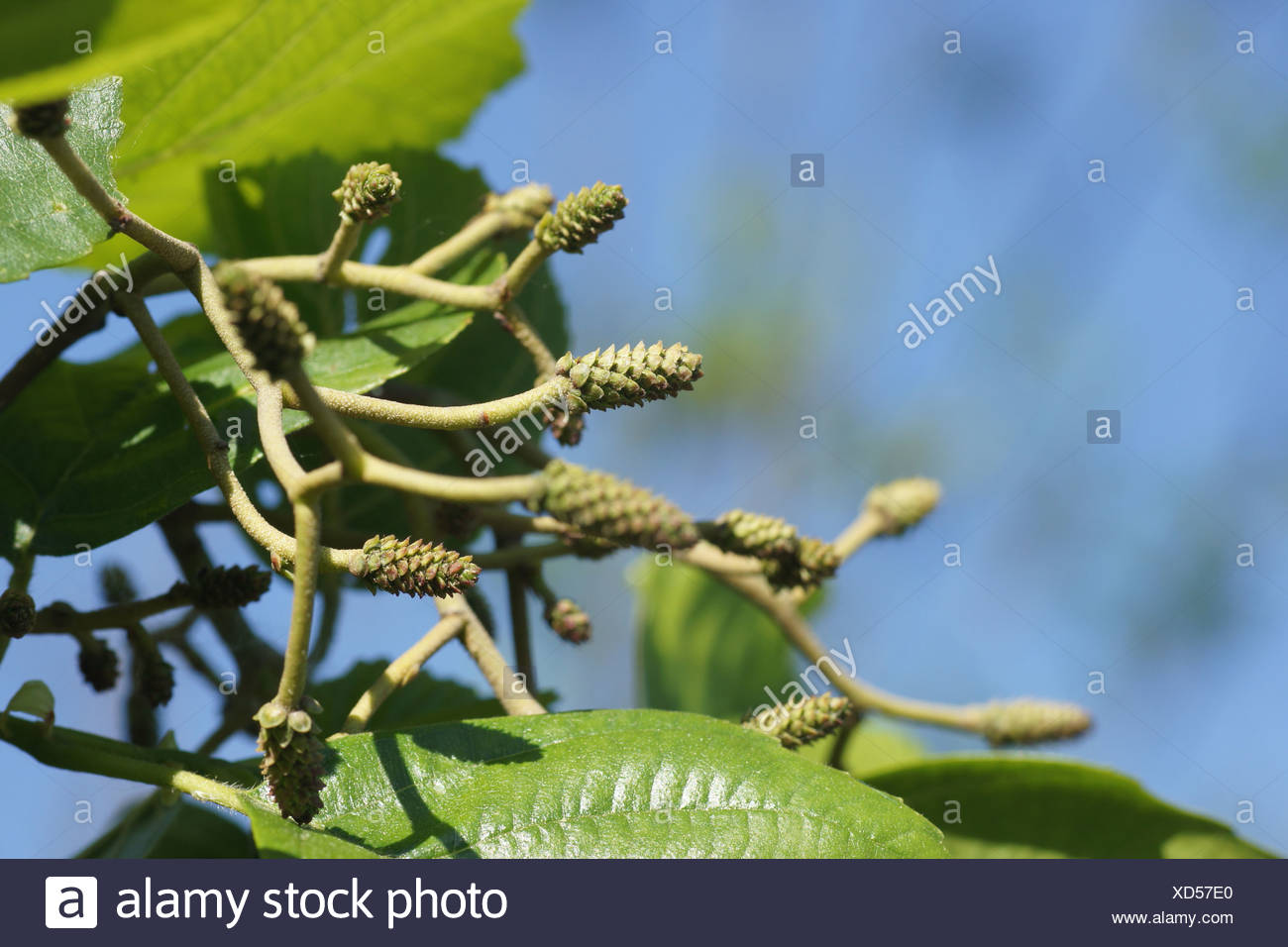 Black Alder Tree High Resolution Stock Photography and Images - Alamy