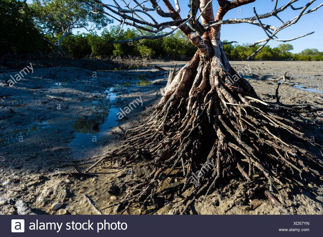 Exposed Mangrove Roots Stock Photos & Exposed Mangrove Roots Stock ...