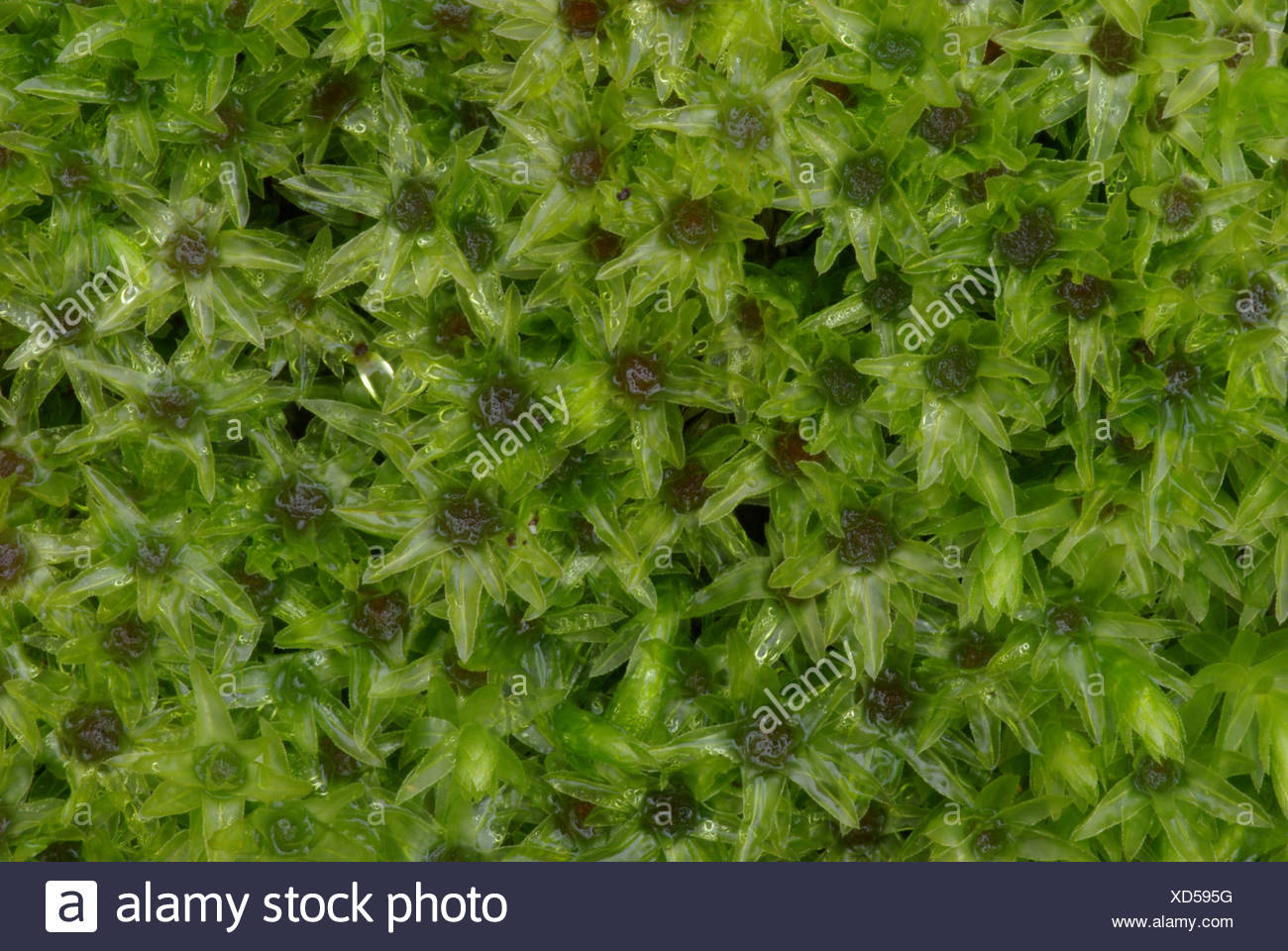 Neck Organs High Resolution Stock Photography and Images - Alamy