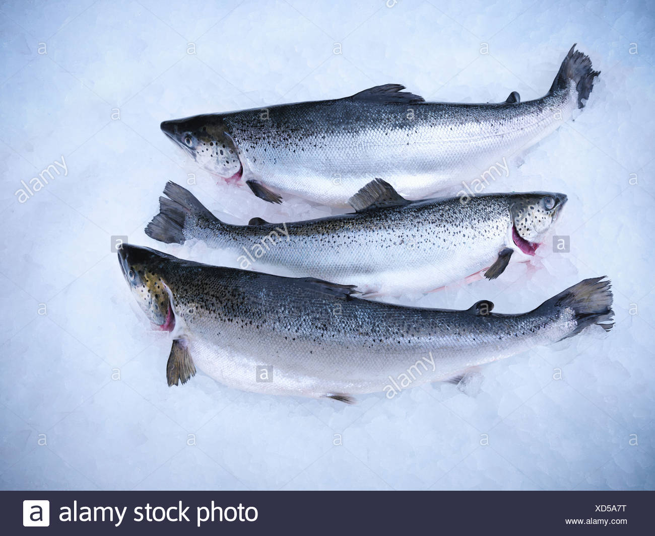 Ice Safety High Resolution Stock Photography and Images - Alamy