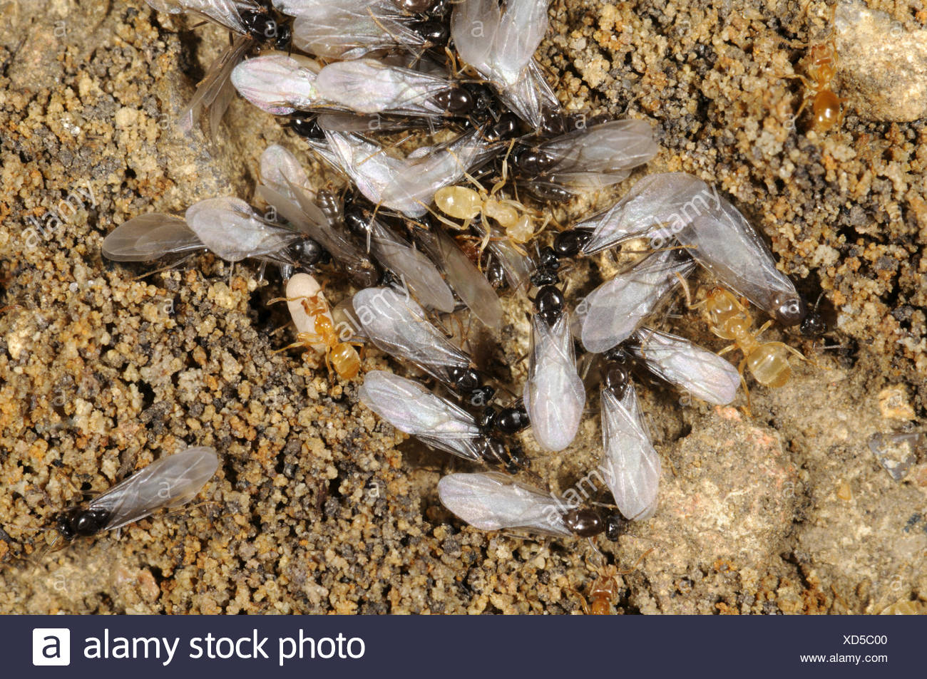 Ant Larva High Resolution Stock Photography and Images - Alamy