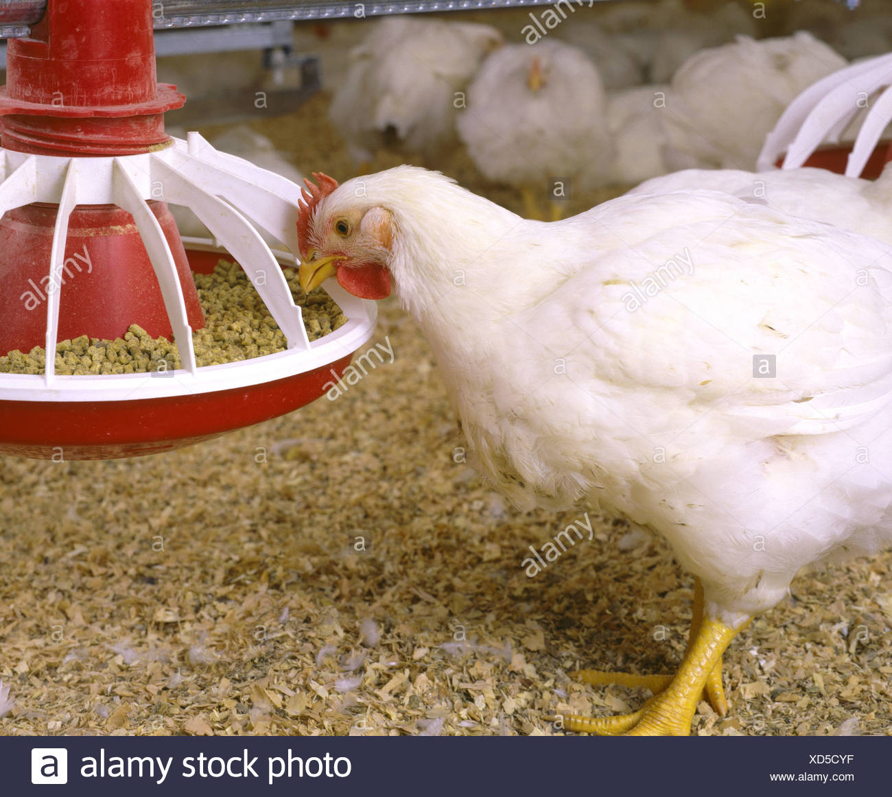 Hubbard Chicken High Resolution Stock Photography and Images - Alamy