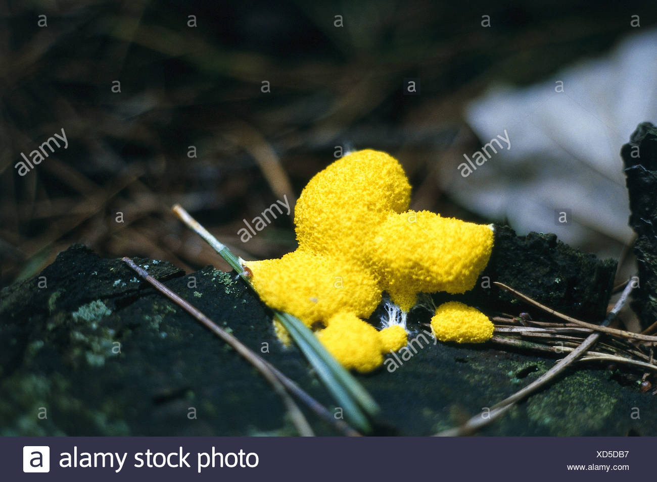 Myxomycota High Resolution Stock Photography and Images - Alamy