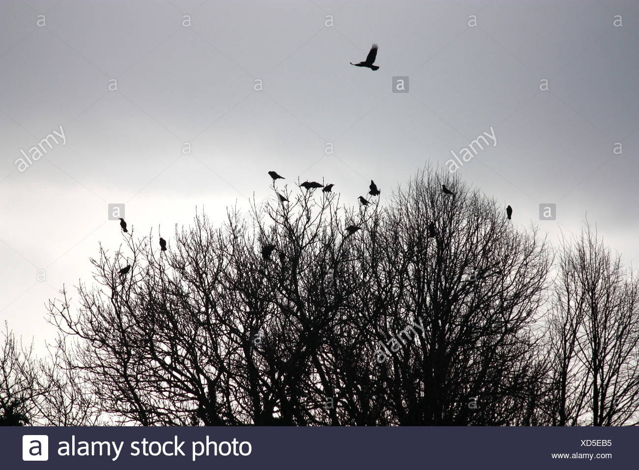 Crown Of The Tree High Resolution Stock Photography and Images - Alamy