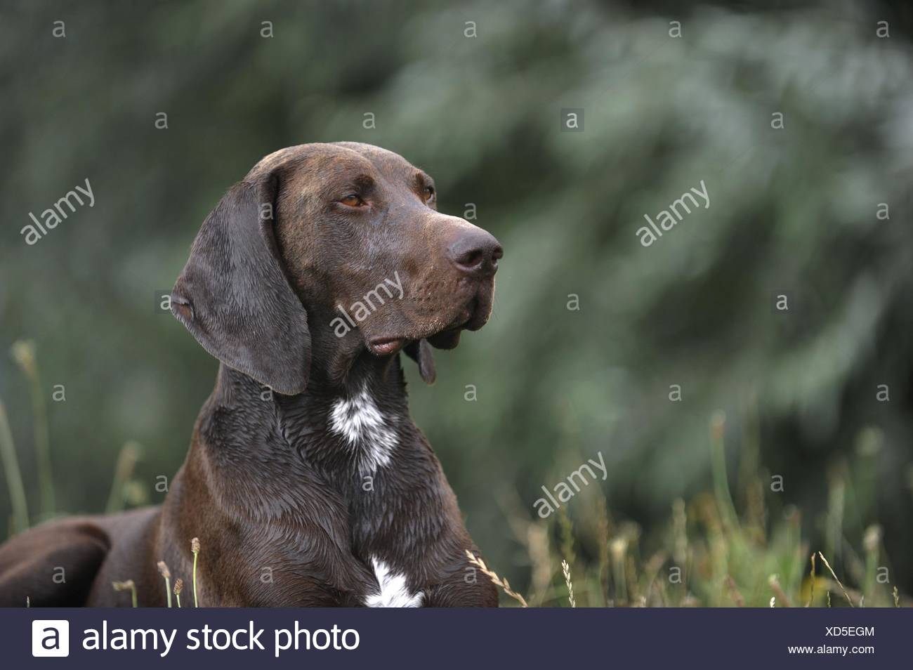 German Short Hair Pointer High Resolution Stock Photography and Images ...