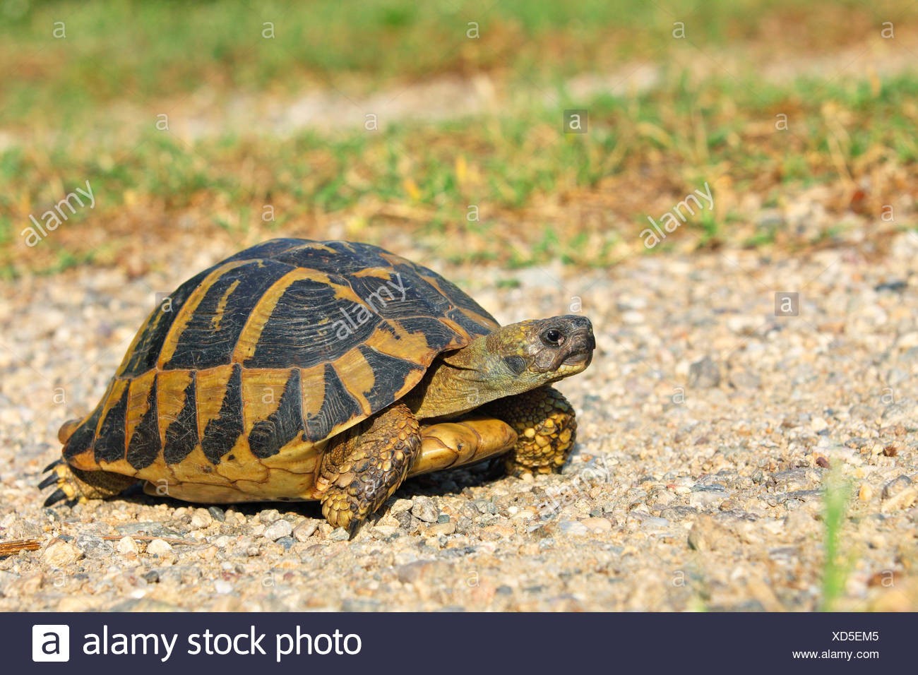 Walking Tortoise High Resolution Stock Photography and Images - Alamy
