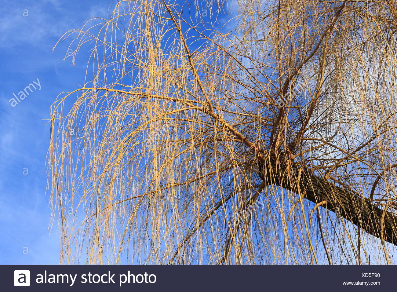 Pollard Tree High Resolution Stock Photography and Images - Alamy