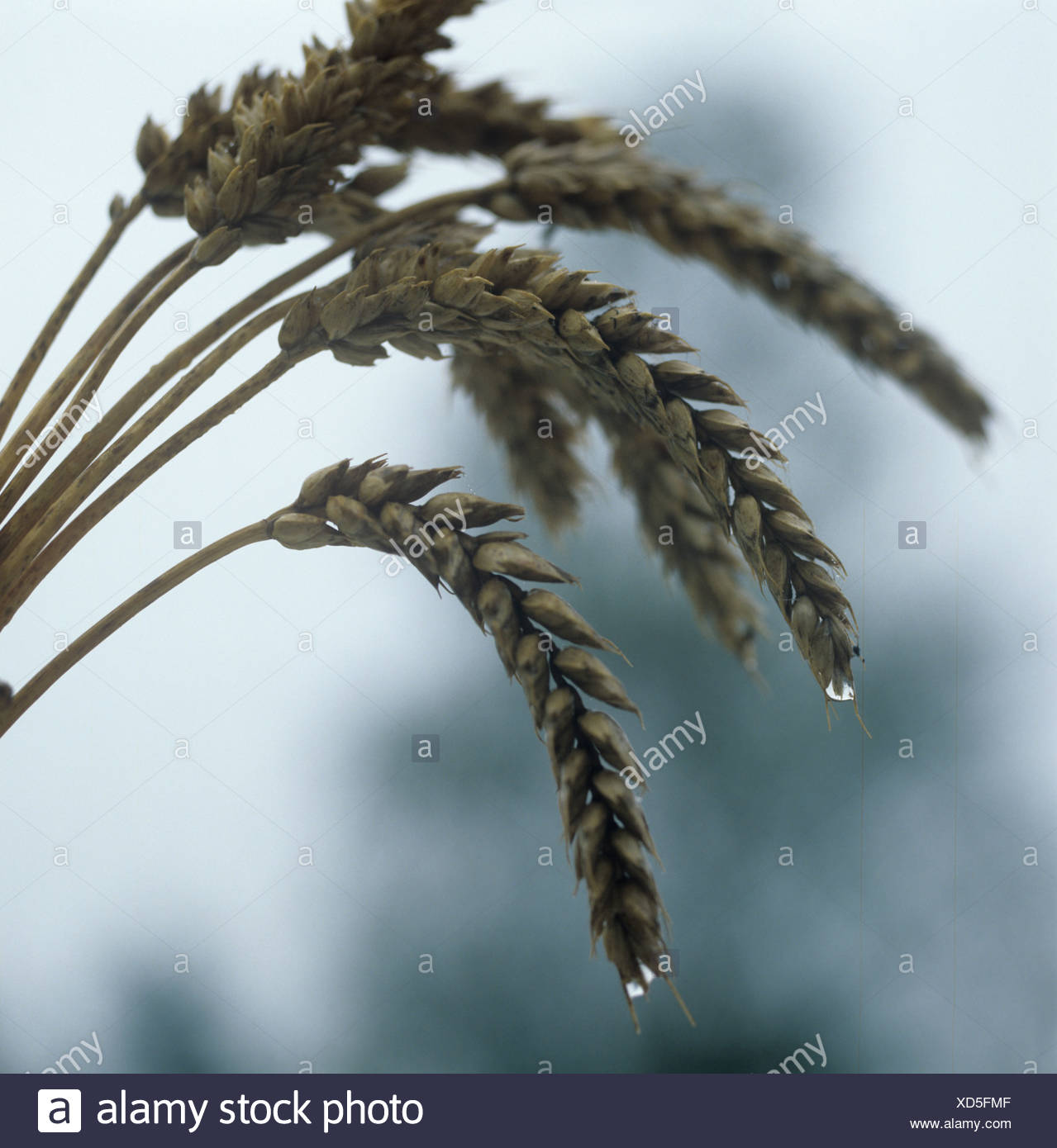 Dripping Rain Water High Resolution Stock Photography and Images - Alamy