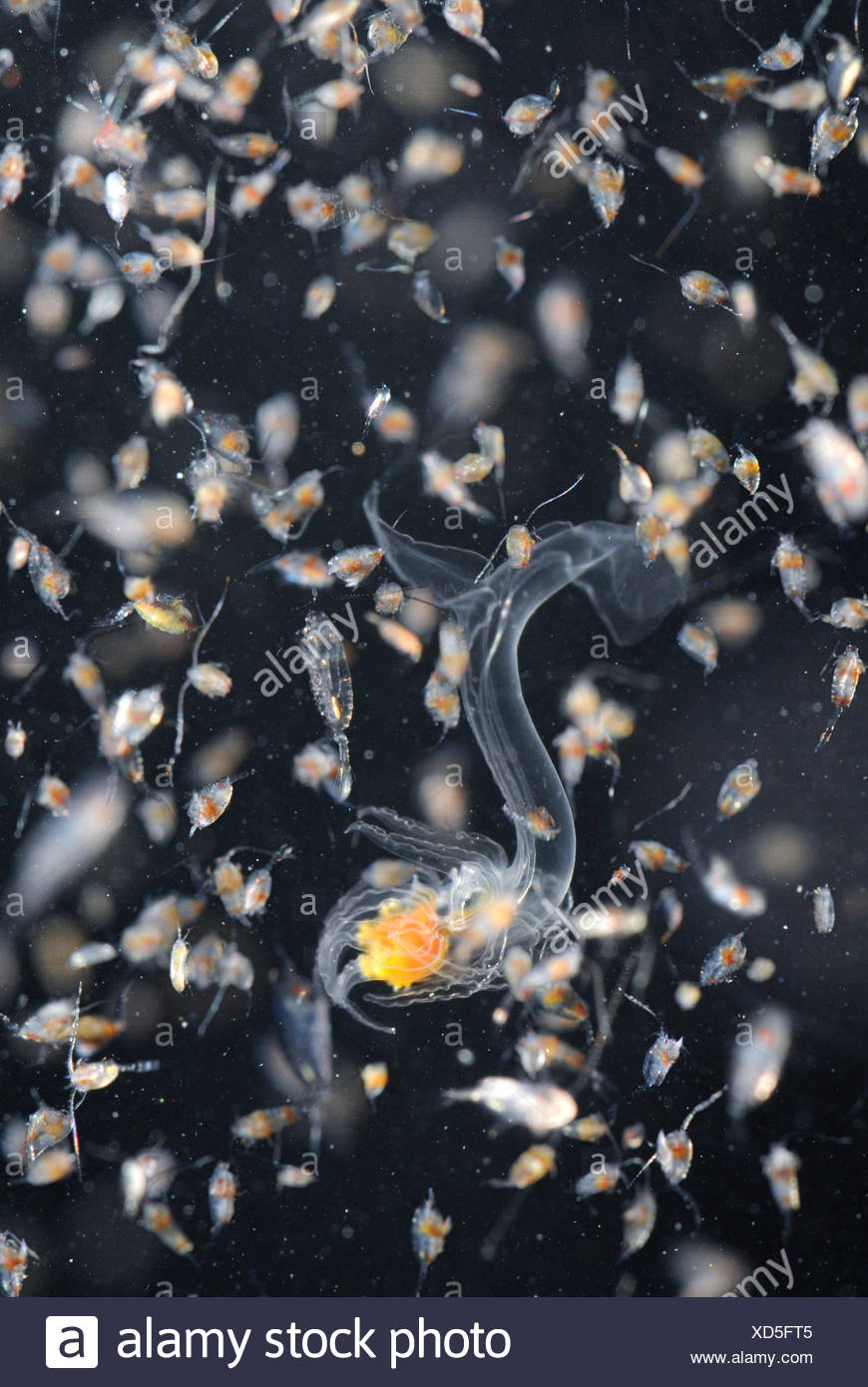 Sea Plankton Stock Photos & Sea Plankton Stock Images - Alamy