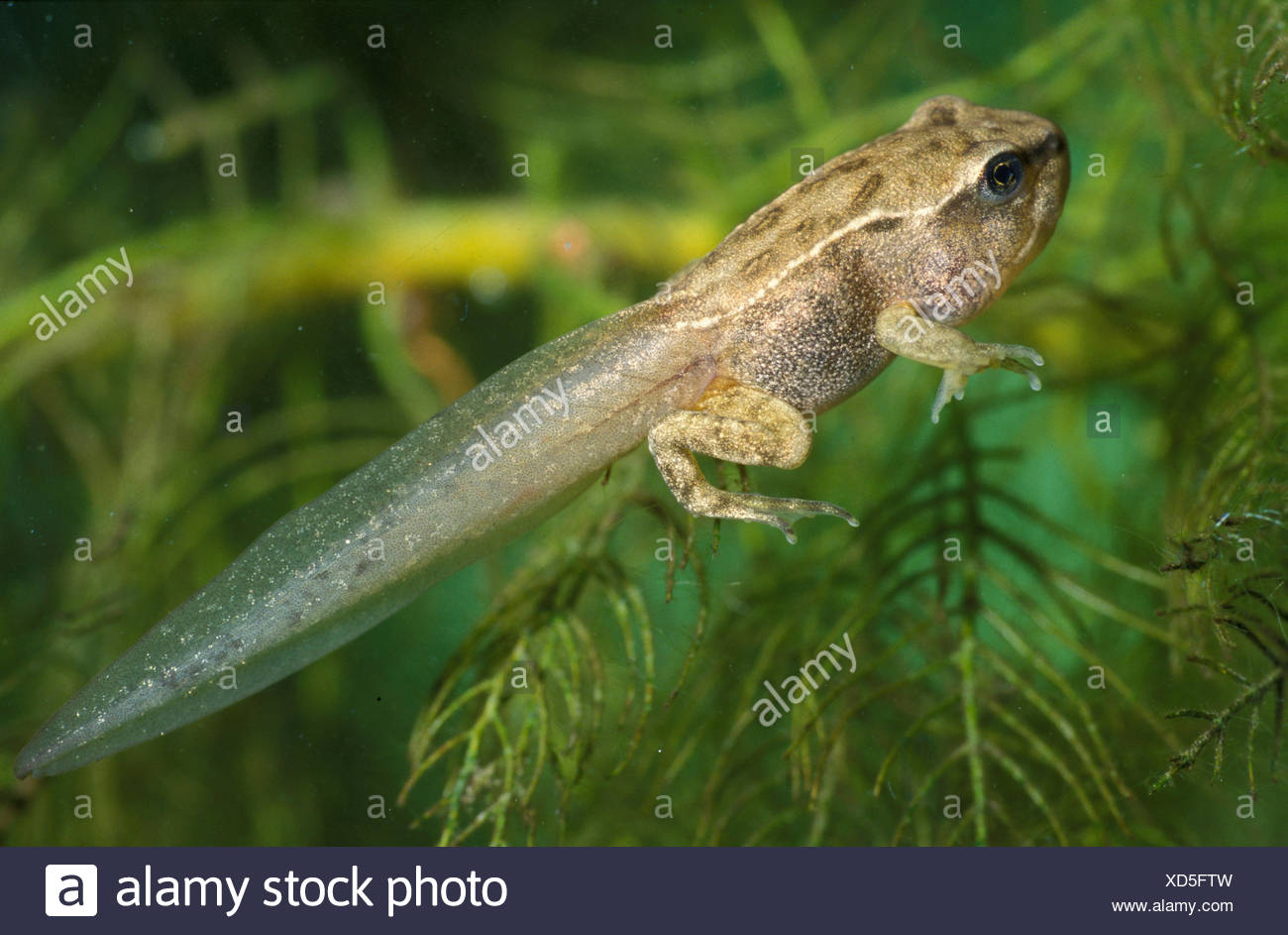 Lifecycle Tadpole High Resolution Stock Photography and Images - Alamy