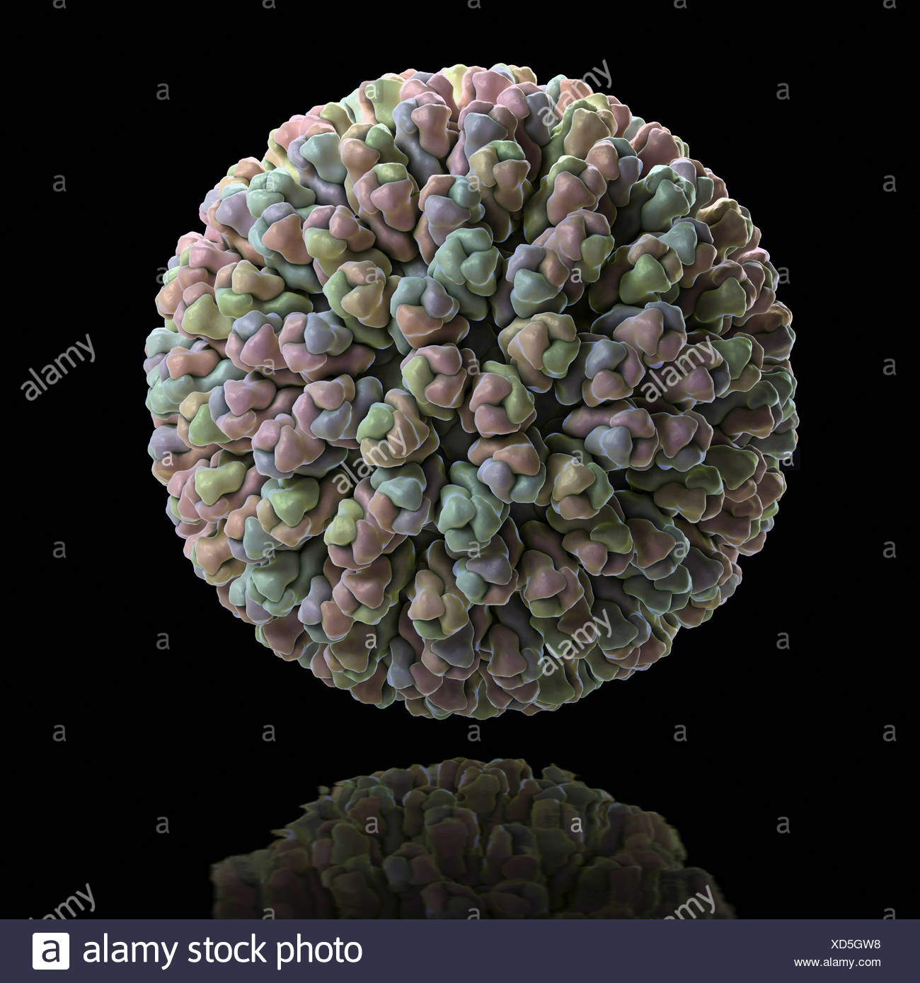 Rotavirus Stock Photos & Rotavirus Stock Images - Alamy