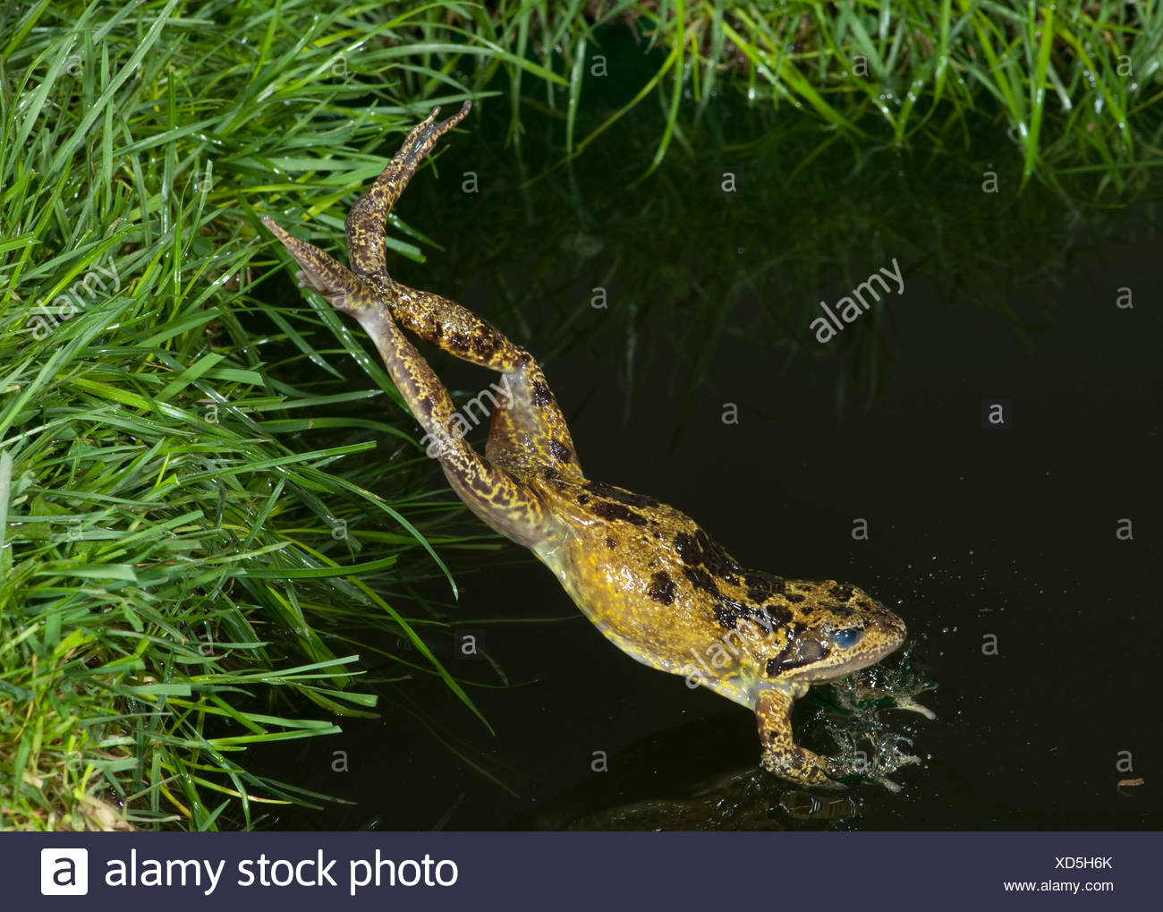 Common Frog Jumping Stock Photos & Common Frog Jumping Stock Images - Alamy