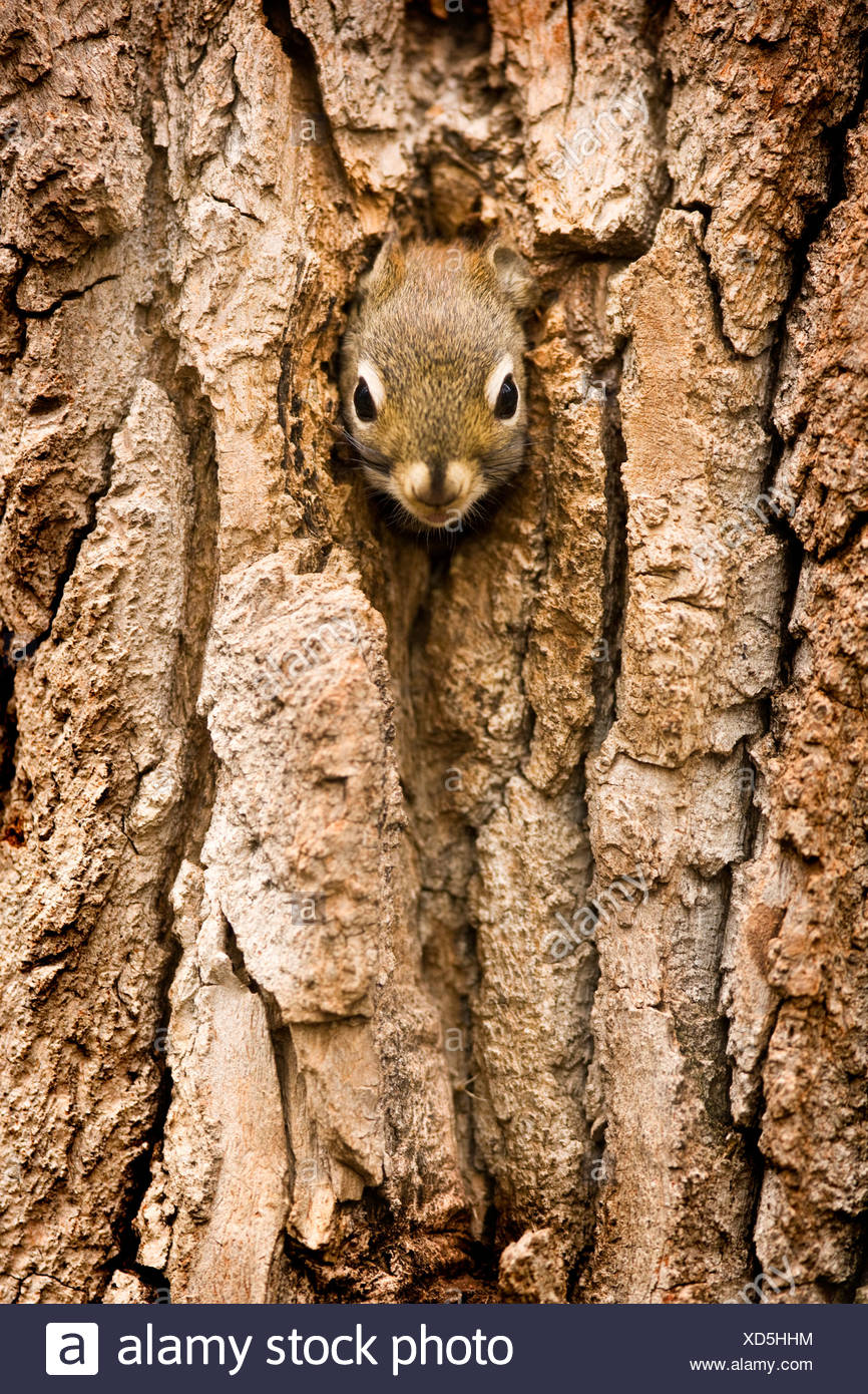 Tree Trunk Hole Squirrel High Resolution Stock Photography and Images ...
