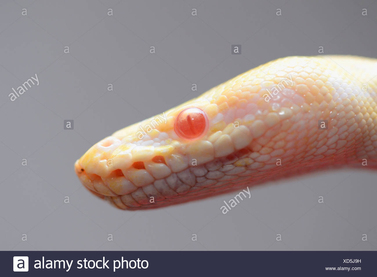 Python Mouth High Resolution Stock Photography and Images - Alamy