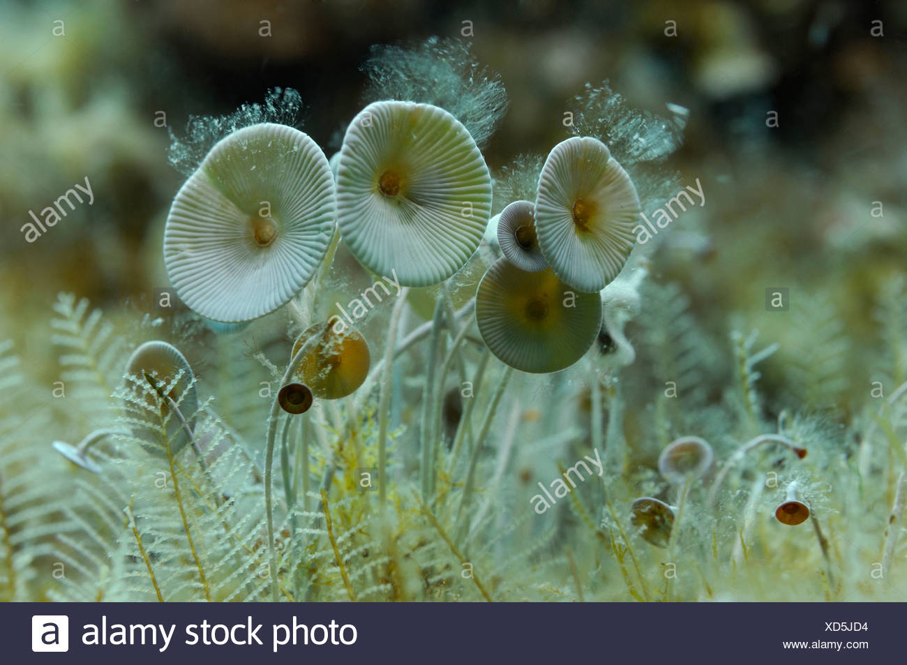 Umbrella Algae High Resolution Stock Photography and Images - Alamy