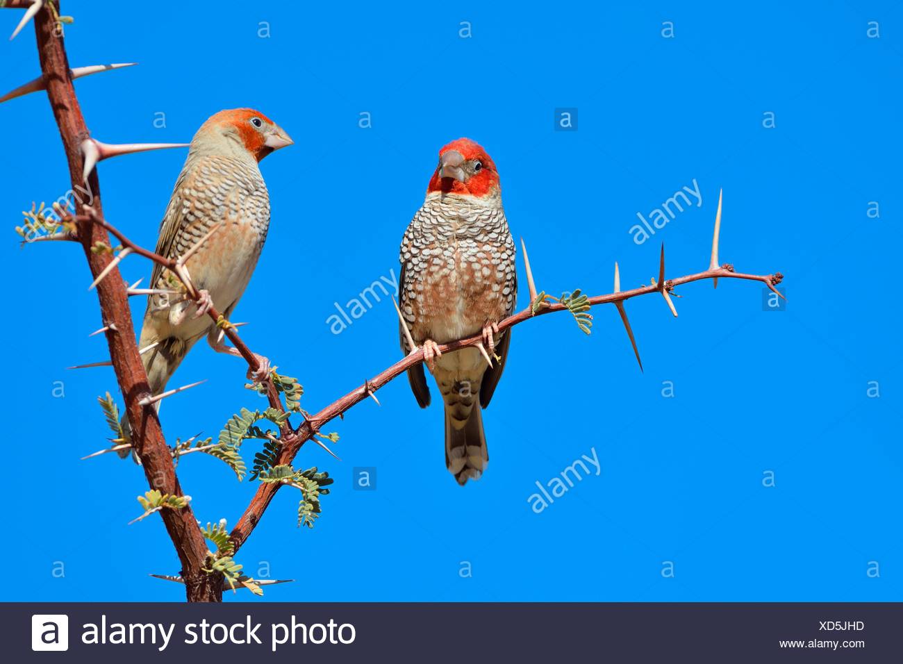 Amadina Erythrocephala High Resolution Stock Photography and Images - Alamy