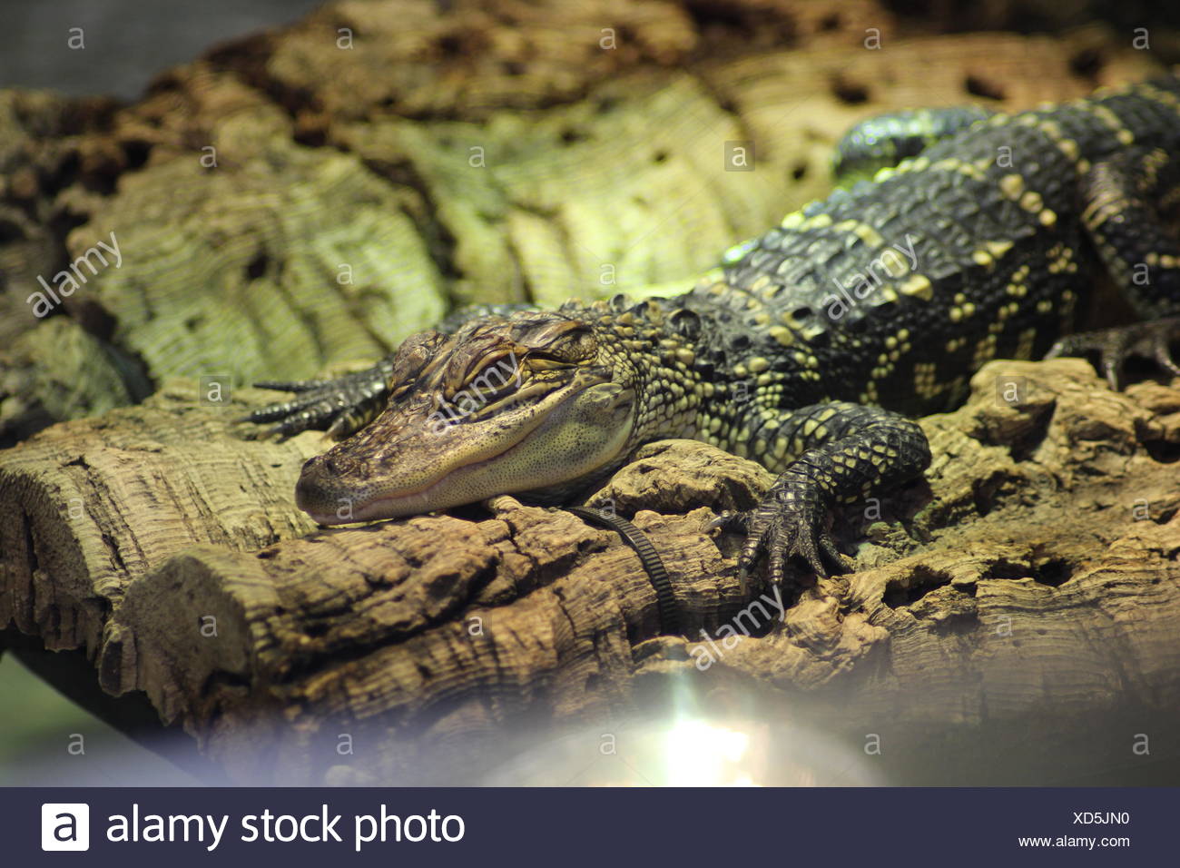 Crocodile Side View High Resolution Stock Photography and Images - Alamy