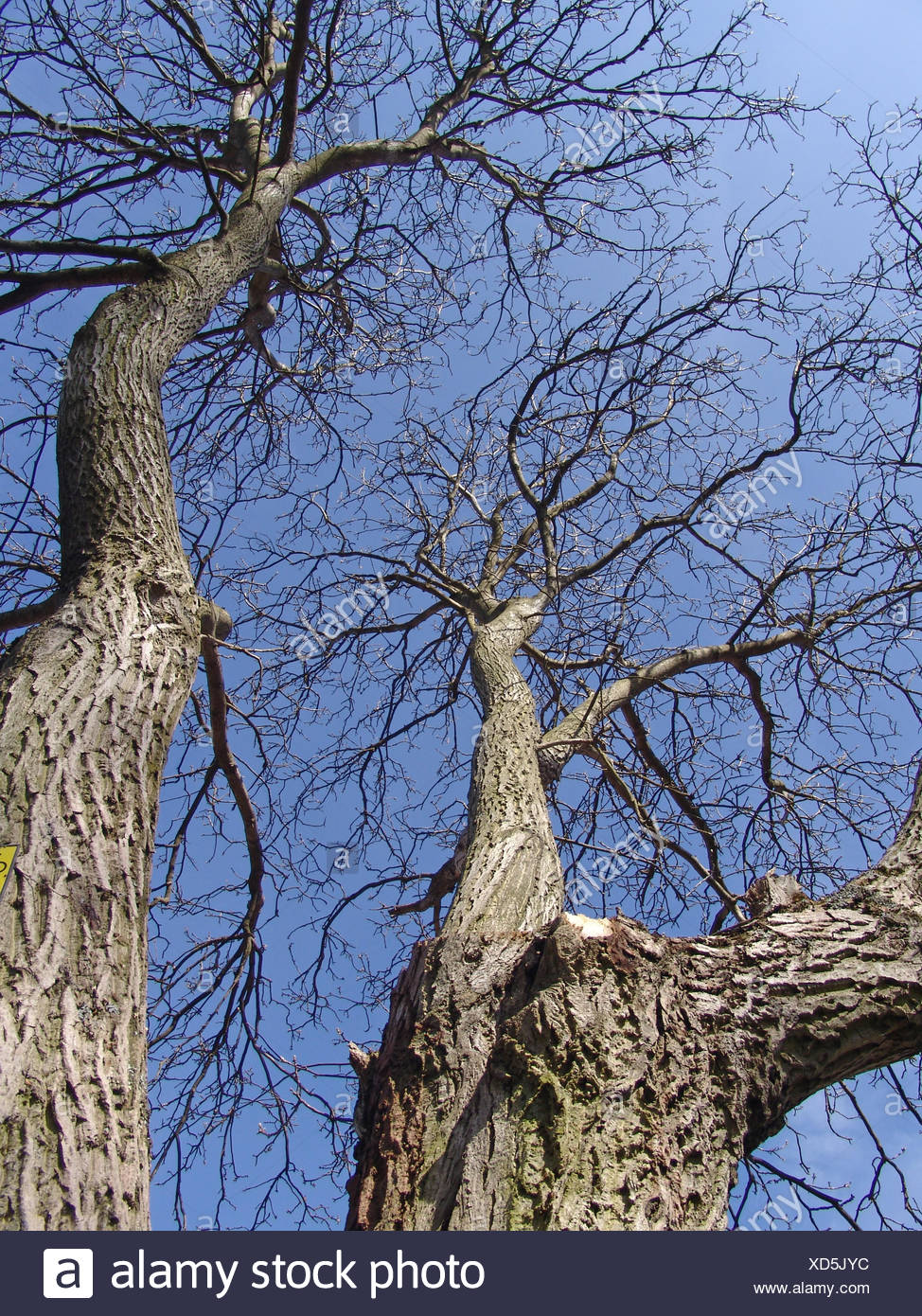 Walnut Tree Bark High Resolution Stock Photography and Images - Alamy