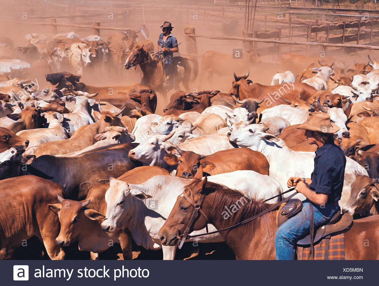 Cattle Farmer Australia Stock Photos & Cattle Farmer Australia Stock ...