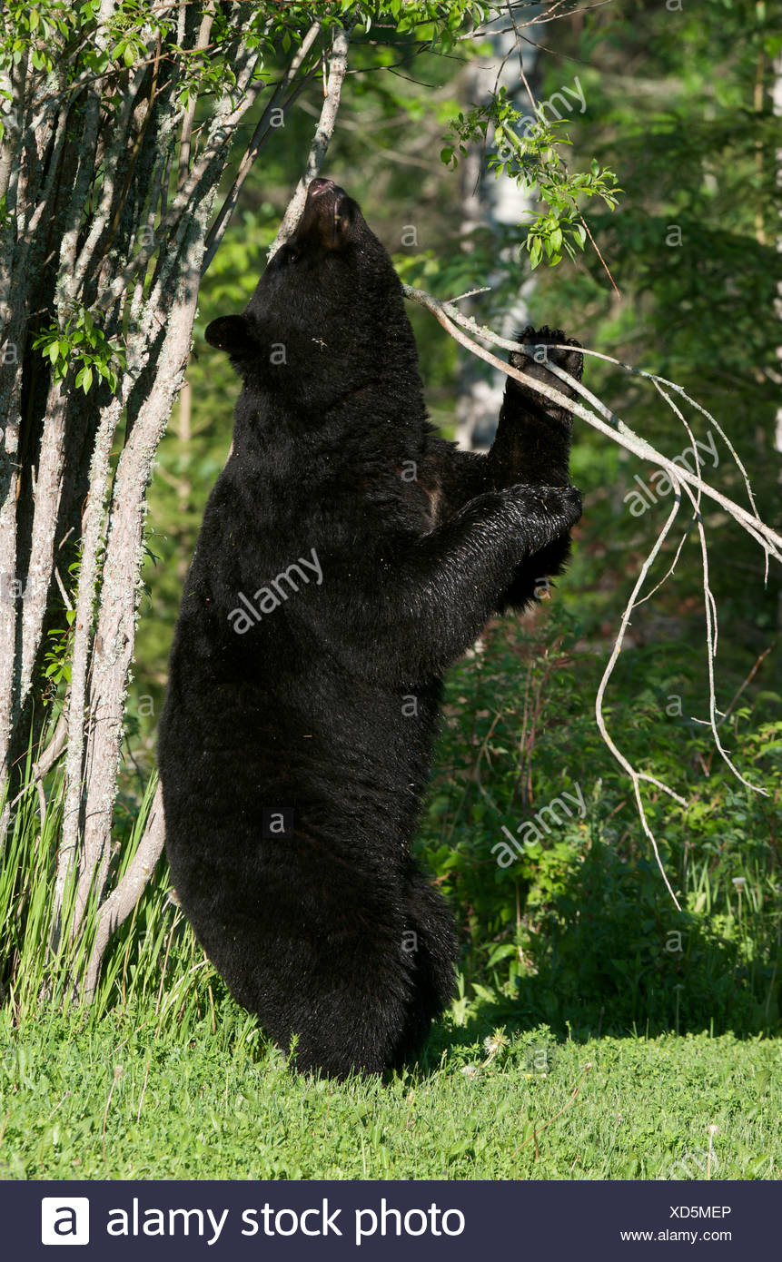 Bear Up Against Stock Photos & Bear Up Against Stock Images - Alamy