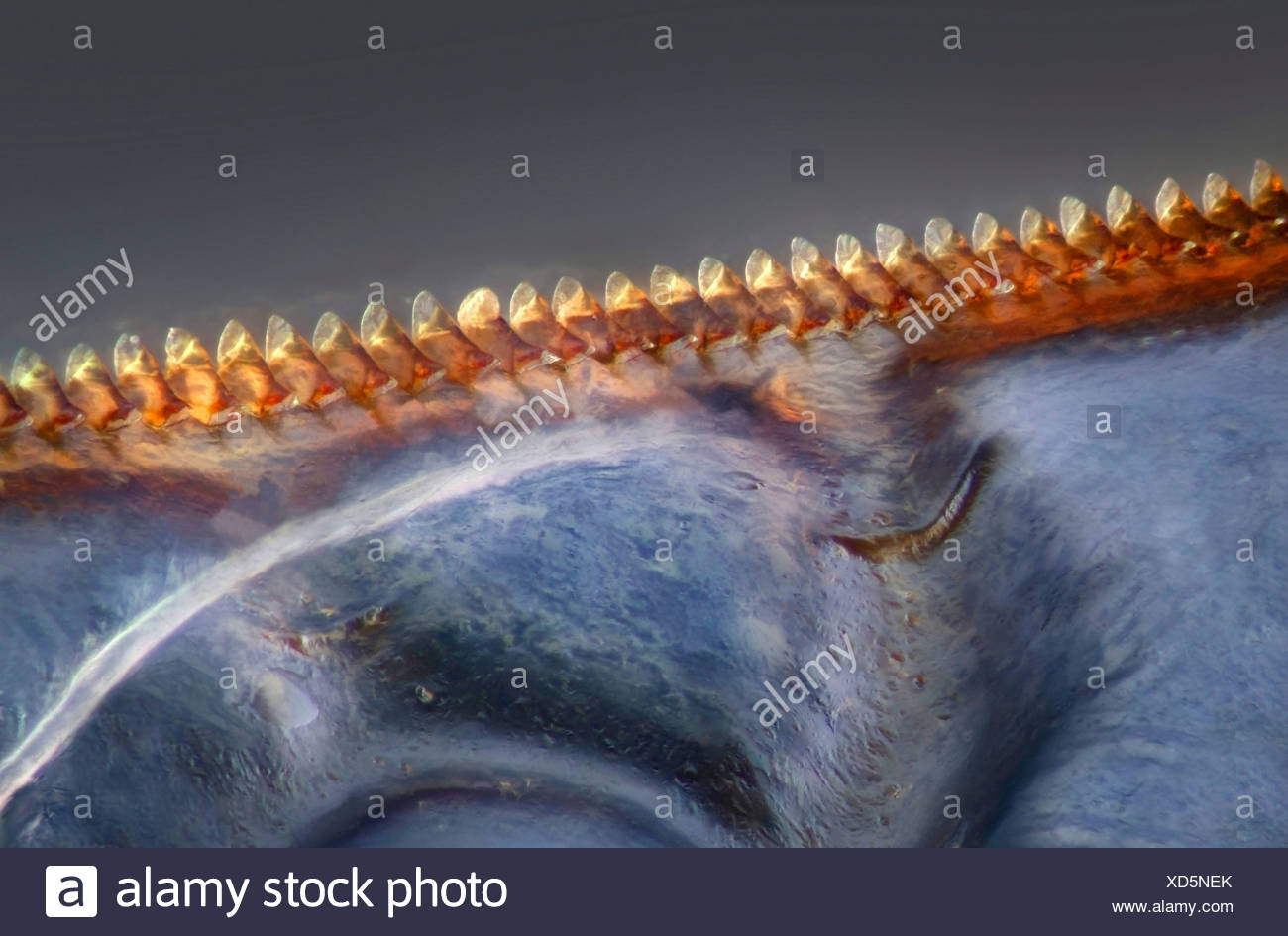 Scraper Wings High Resolution Stock Photography and Images - Alamy