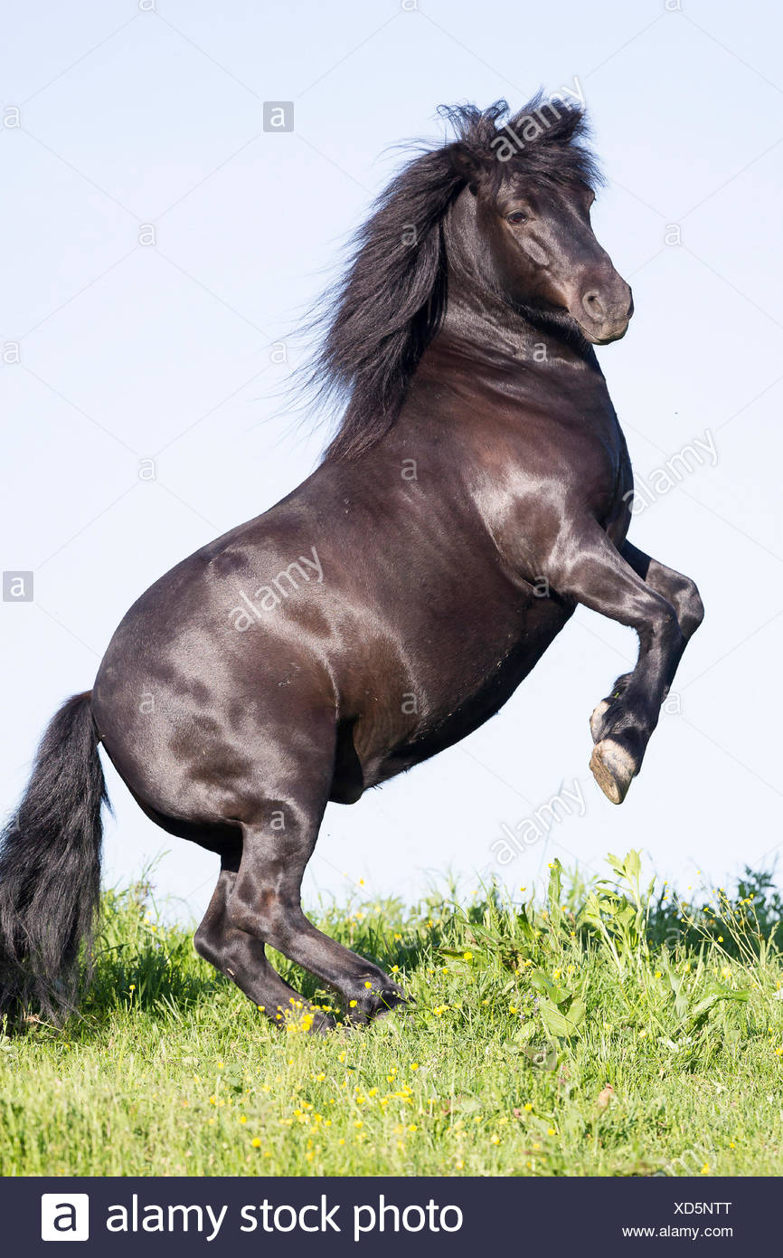 Shetland Pony Horse Rearing Stock Photos & Shetland Pony Horse Rearing ...