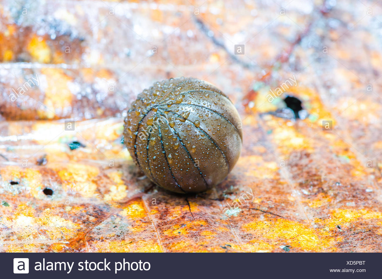 Pill Millipede Stock Photos & Pill Millipede Stock Images - Alamy