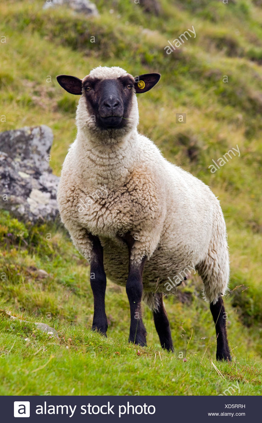 Alpine Sheep High Resolution Stock Photography and Images - Alamy