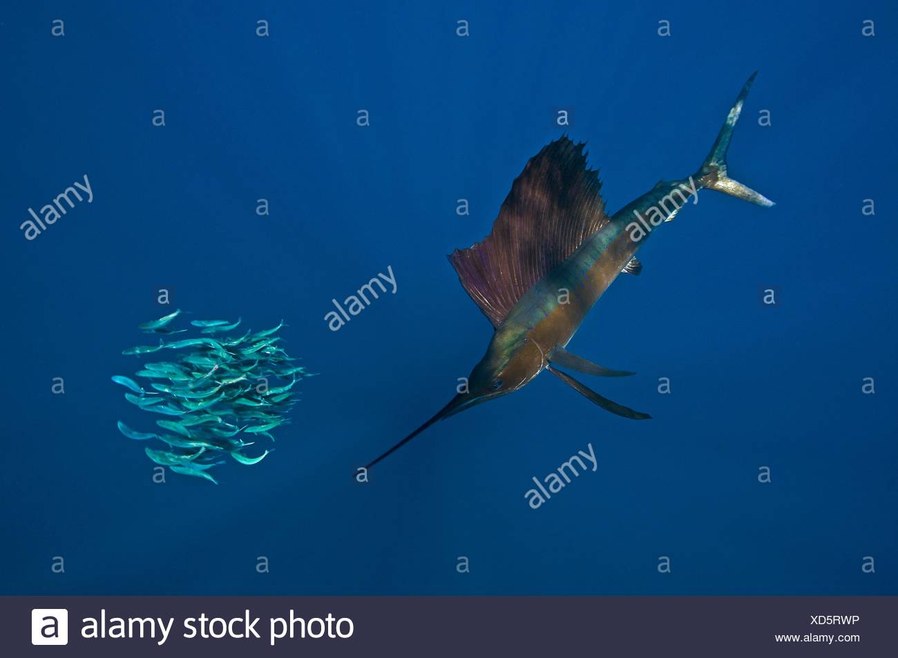 Corralling High Resolution Stock Photography and Images - Alamy