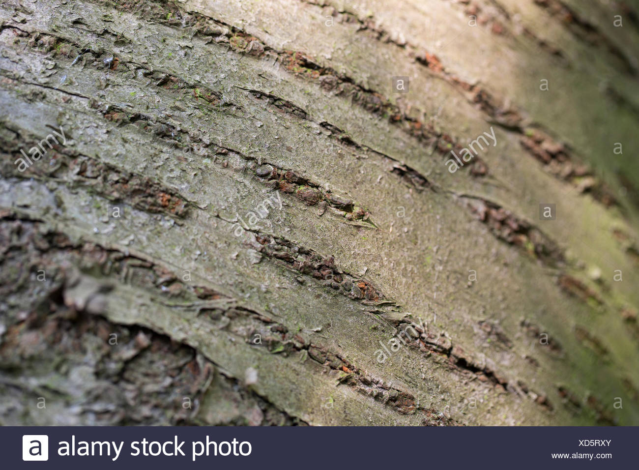 Cherry Tree Bark Stock Photos & Cherry Tree Bark Stock Images - Alamy