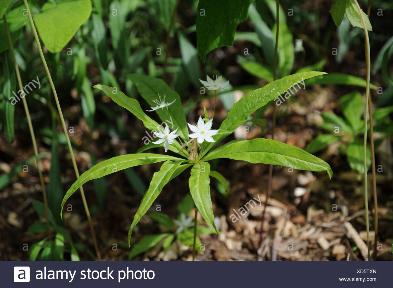 Starflowers High Resolution Stock Photography and Images - Alamy