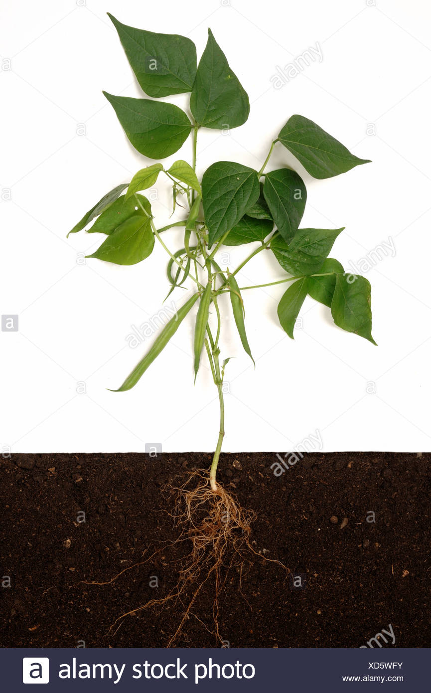 Bean Plant Roots High Resolution Stock Photography and Images - Alamy